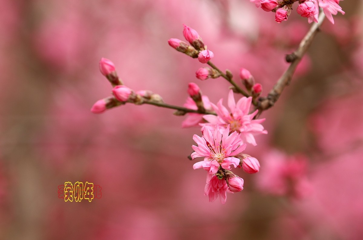 菊花桃 1【2023-0274】-中关村在线摄影论坛