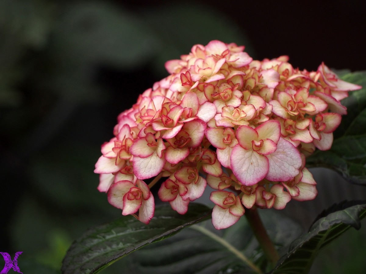 2023自养自赏自拍绣球花（9）-中关村在线摄影论坛