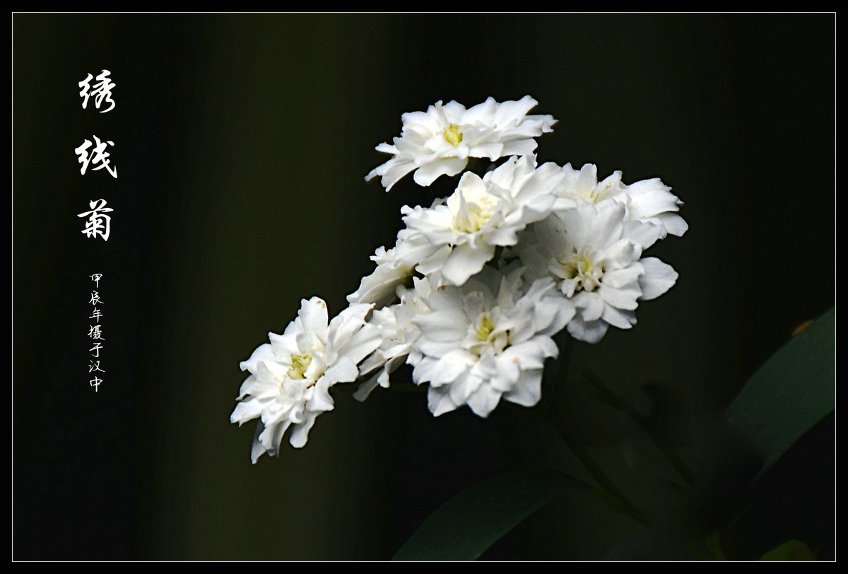 绣线菊（2024108）-中关村在线摄影论坛