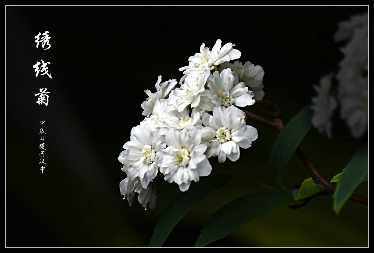 绣线菊（2024108）-中关村在线摄影论坛