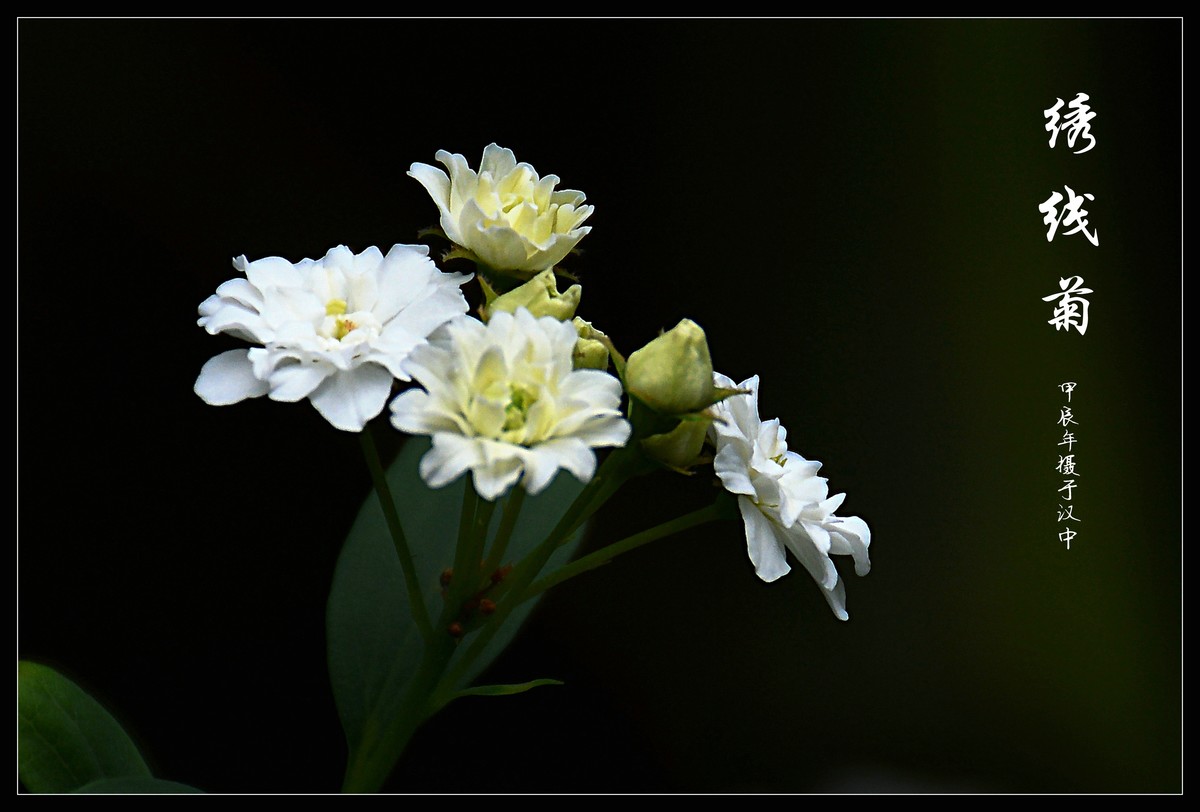 绣线菊（2024108）-中关村在线摄影论坛