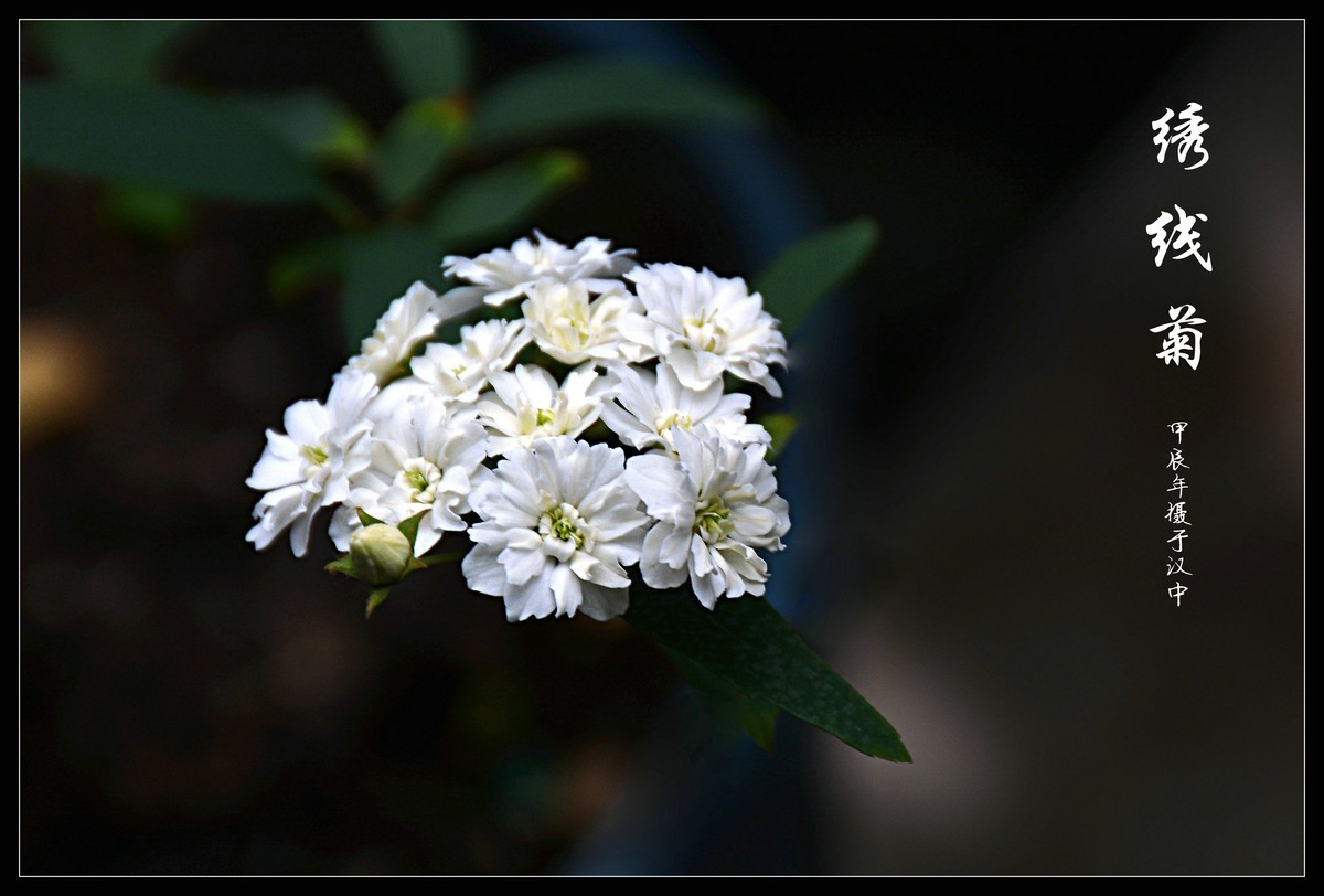 绣线菊（2024108）-中关村在线摄影论坛