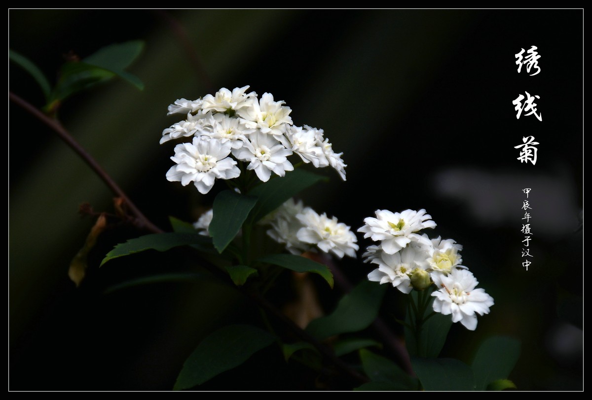 绣线菊（2024108）-中关村在线摄影论坛