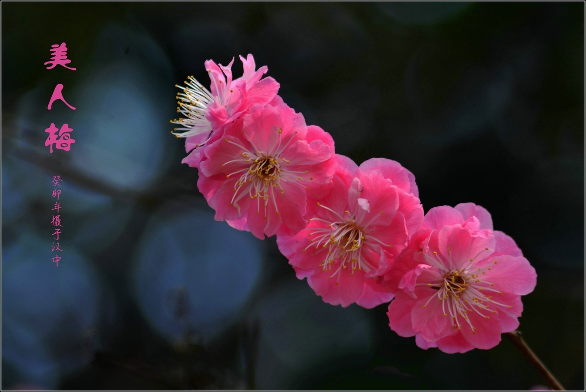 美人梅（2023225）-中关村在线摄影论坛