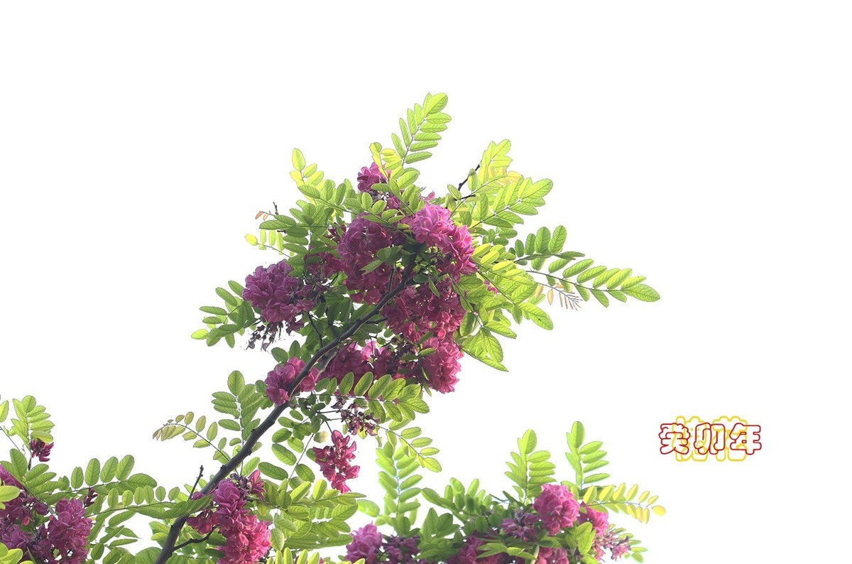 紫槐花 4【2023-0352】-中关村在线摄影论坛