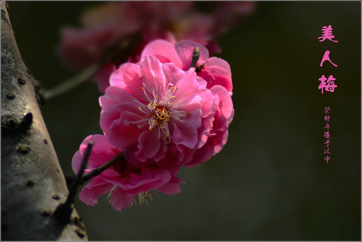 美人梅（2023225）-中关村在线摄影论坛