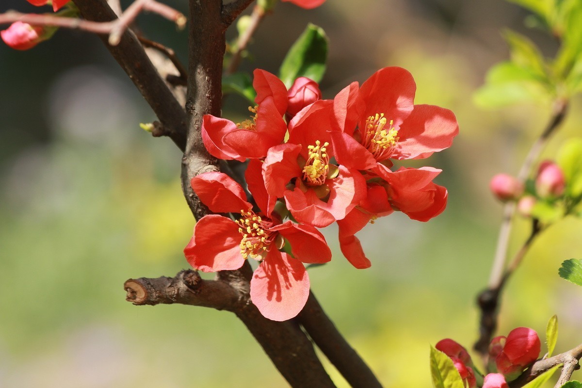 2022-218 贴梗海棠-中关村在线摄影论坛