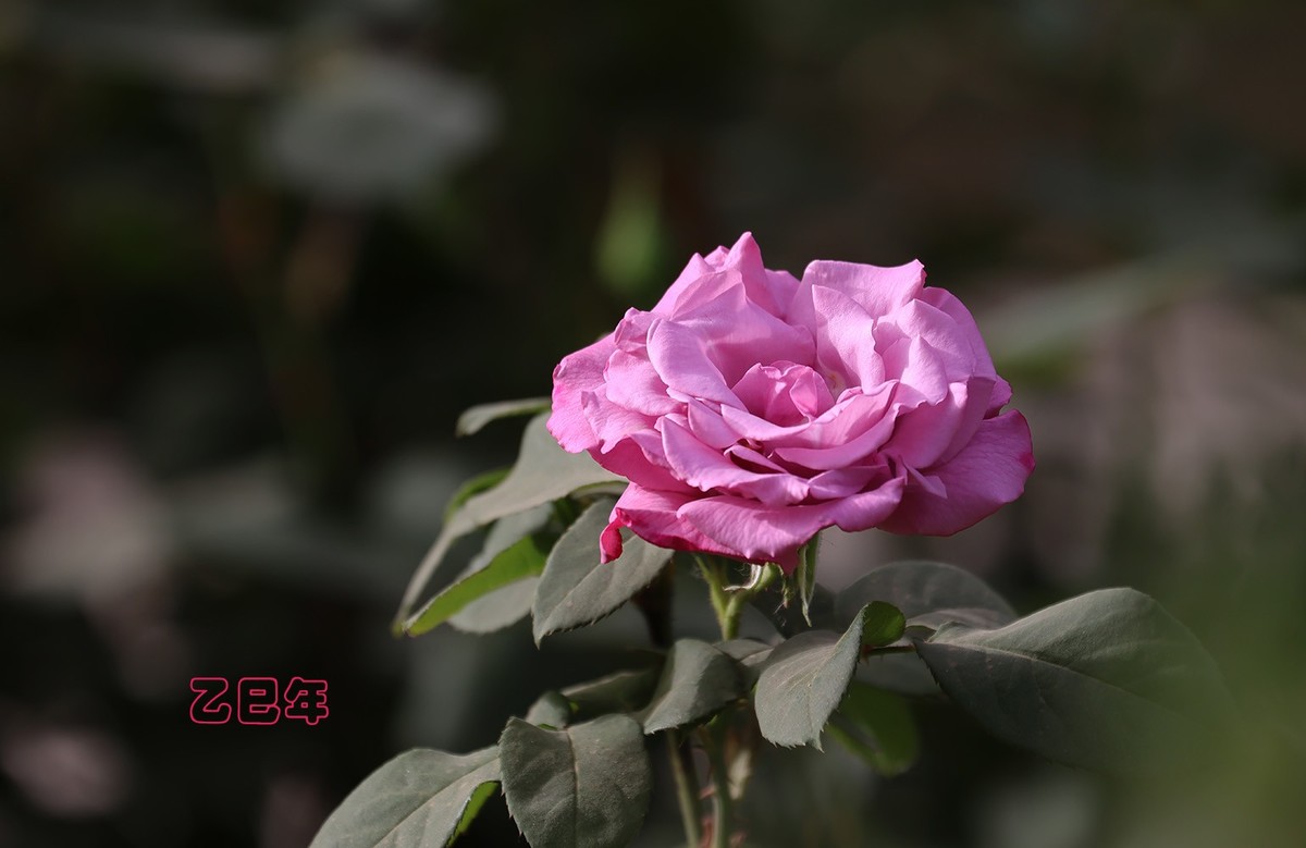 月季花【乙巳年-79】-中关村在线摄影论坛