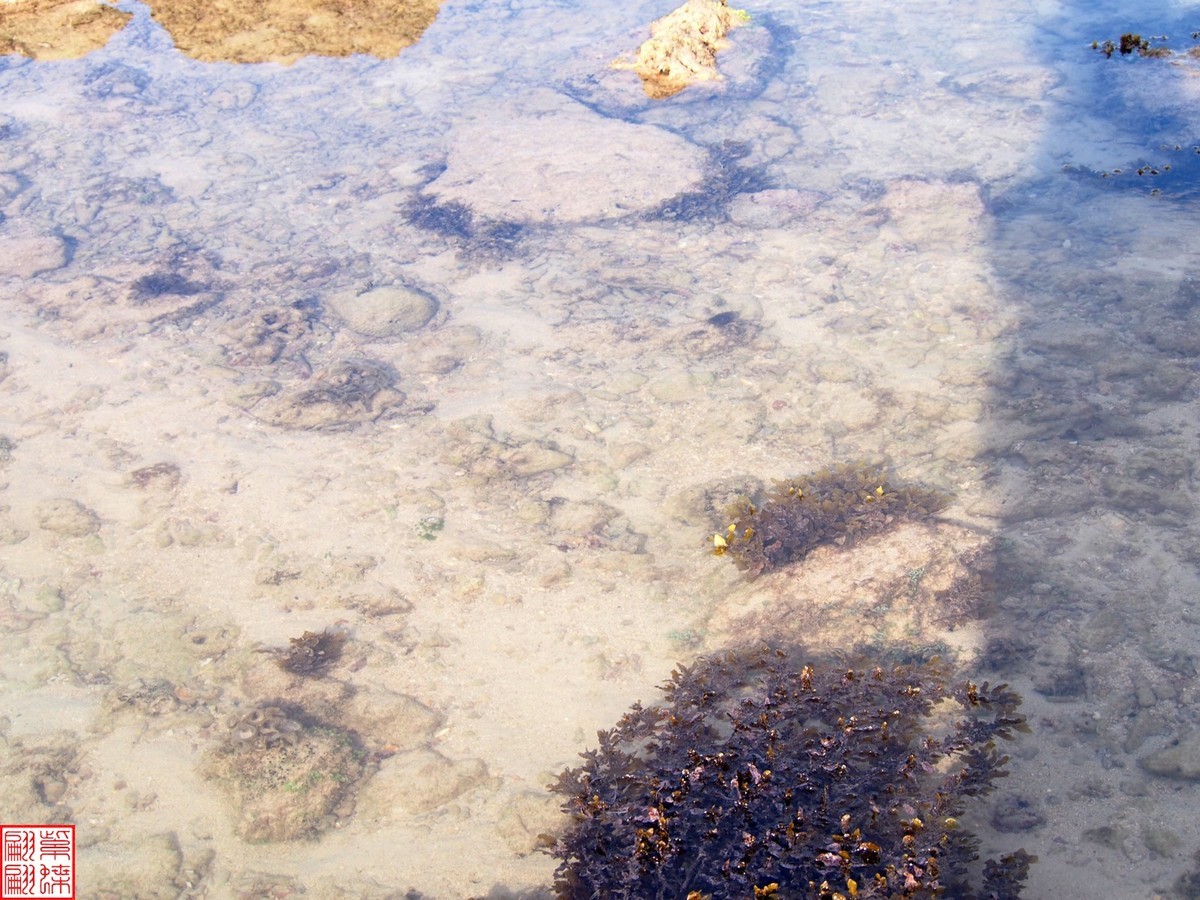 2024.11西岛赶海（14）-中关村在线摄影论坛