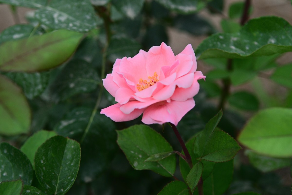 月季花开（四)-中关村在线摄影论坛