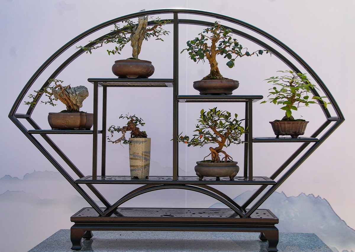 嶺 南 盆 景 之 家-中关村在线摄影论坛