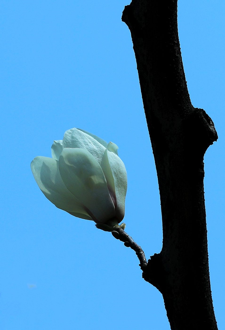 玉兰花 (3)-中关村在线摄影论坛