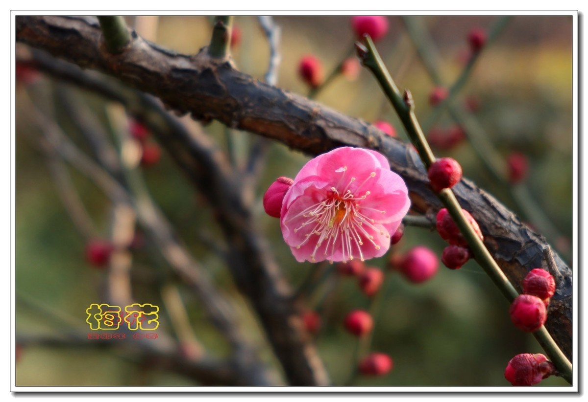 梅花开 11【2023-0193】-中关村在线摄影论坛