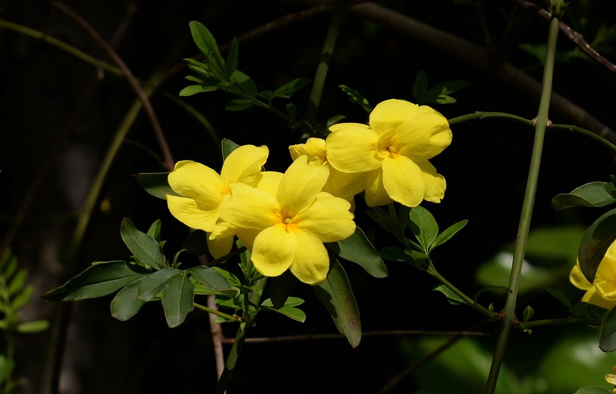 悠悠素馨-中关村在线摄影论坛