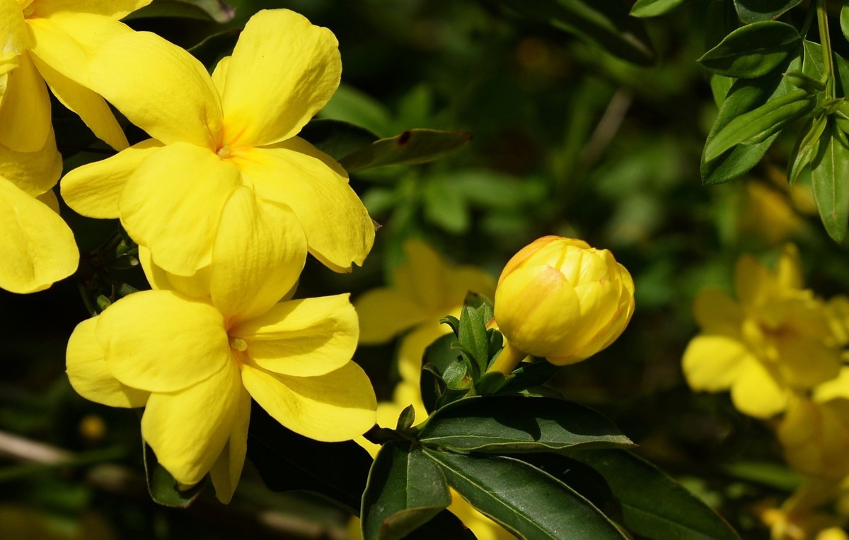 悠悠素馨-中关村在线摄影论坛