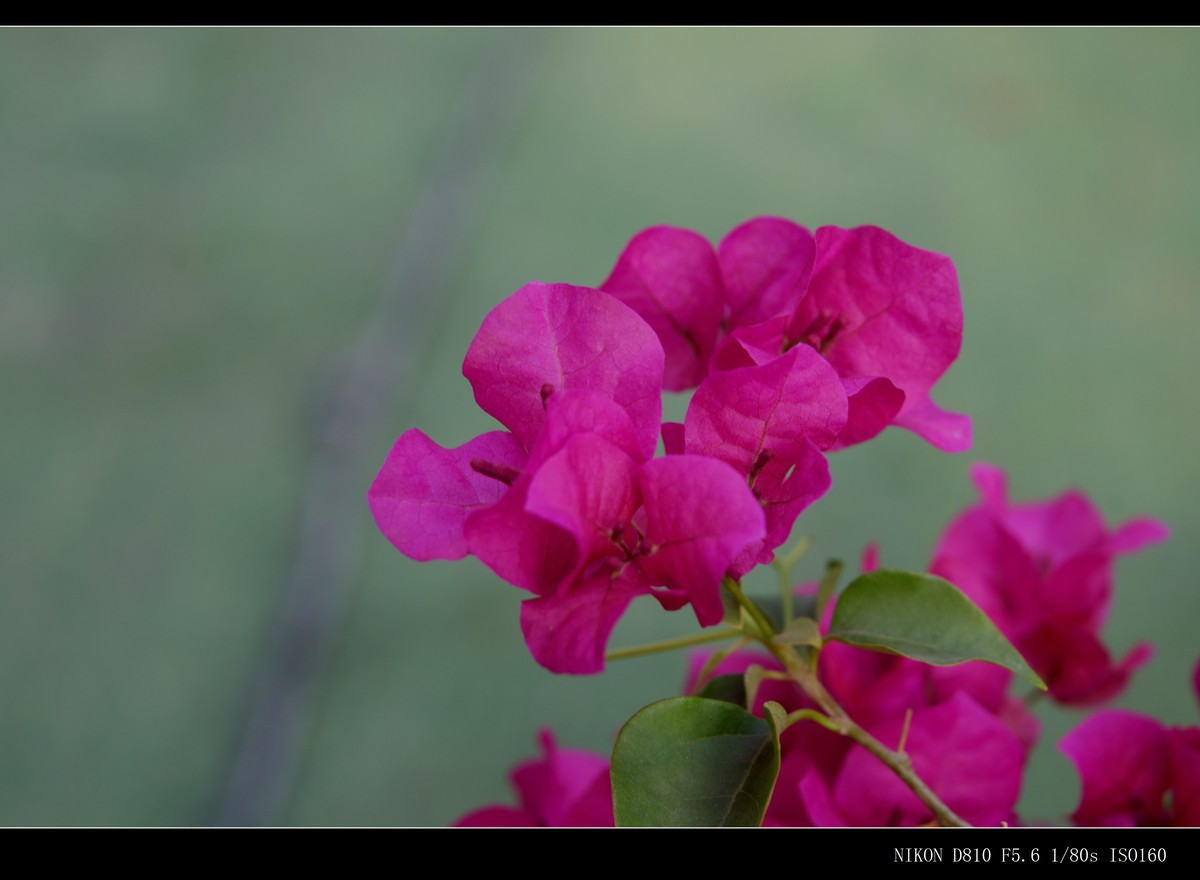 生态园拍花卉－叶子花-中关村在线摄影论坛