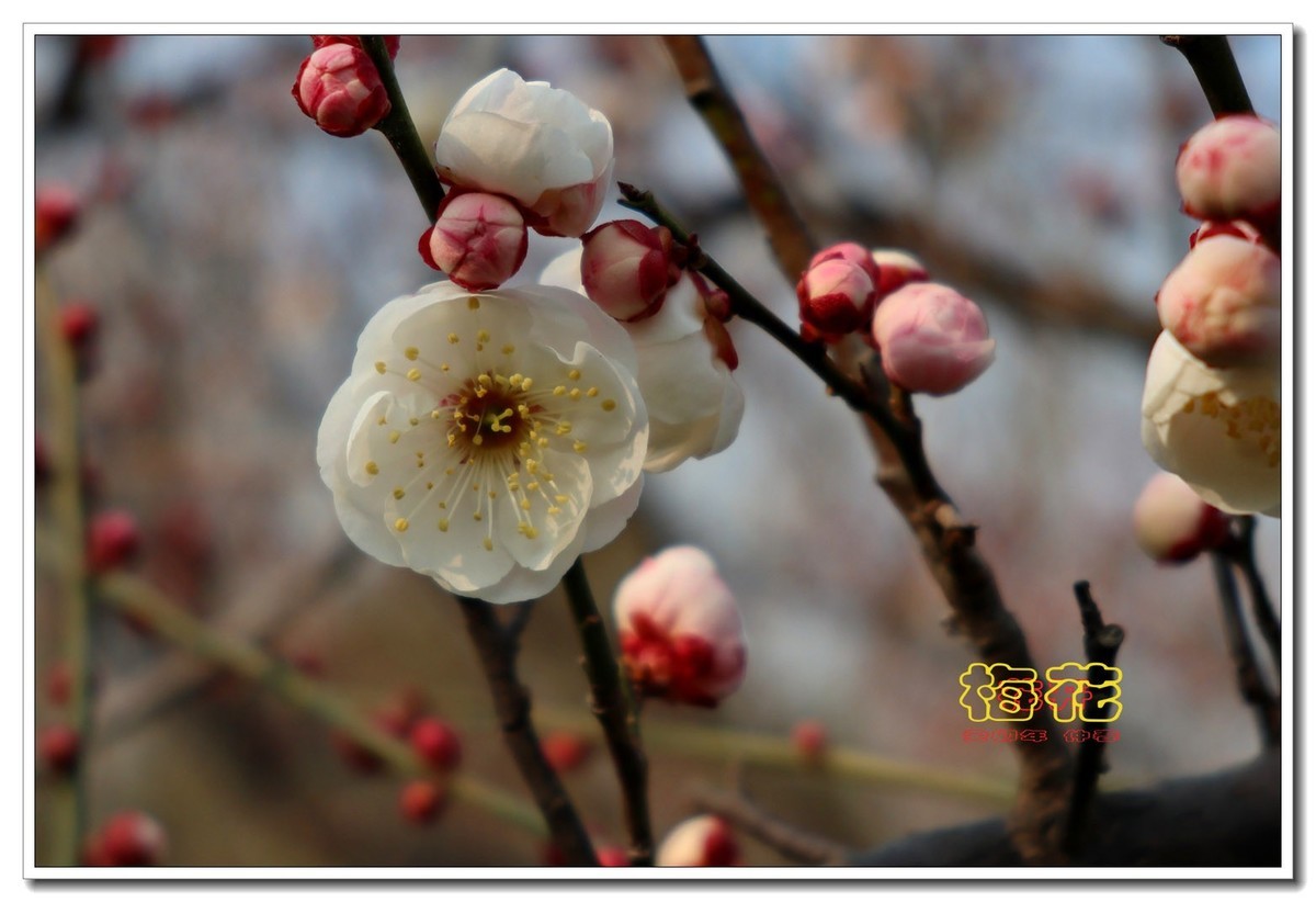 梅花开 11【2023-0193】-中关村在线摄影论坛
