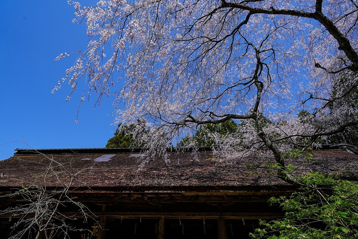 2025年第0318贴-奈良吉野山风光拍（0513）-中关村在线摄影论坛