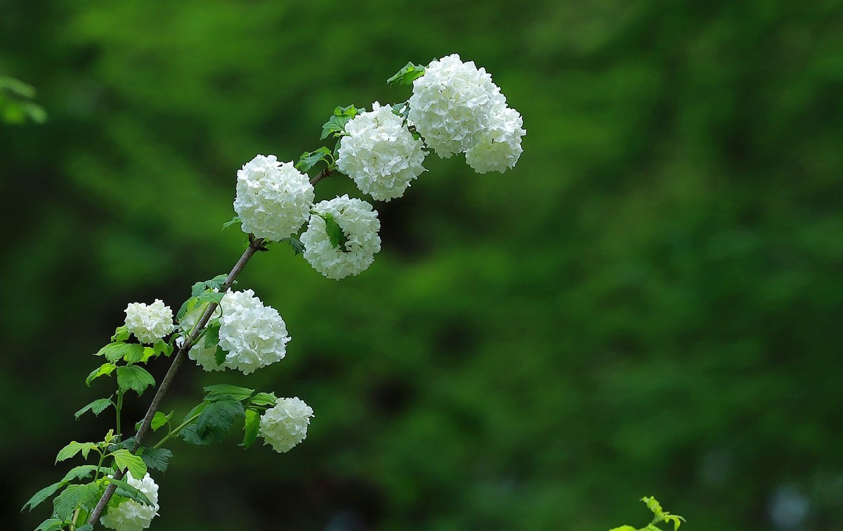 绣球花(5)-中关村在线摄影论坛