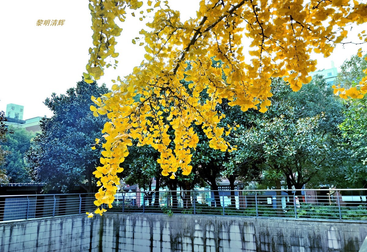 首义广场园林秋色—5-中关村在线摄影论坛