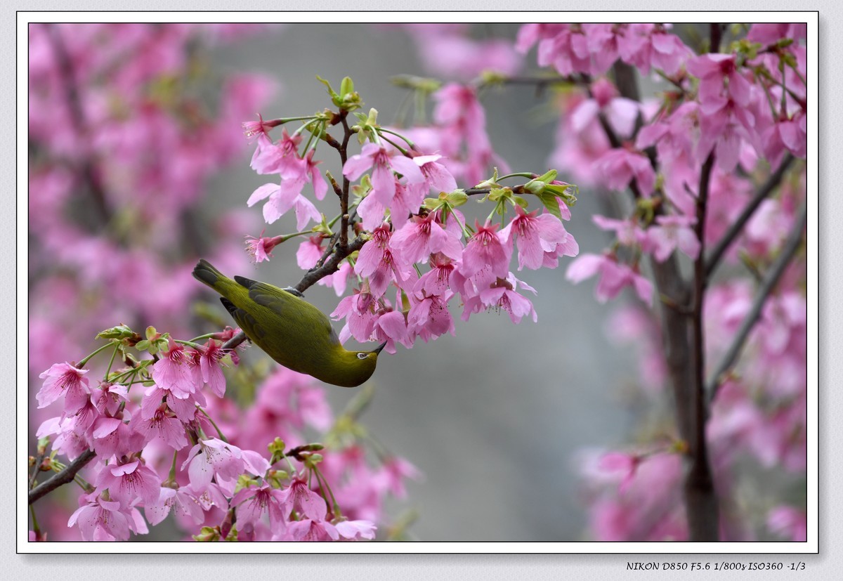 花鸟图（七）-中关村在线摄影论坛
