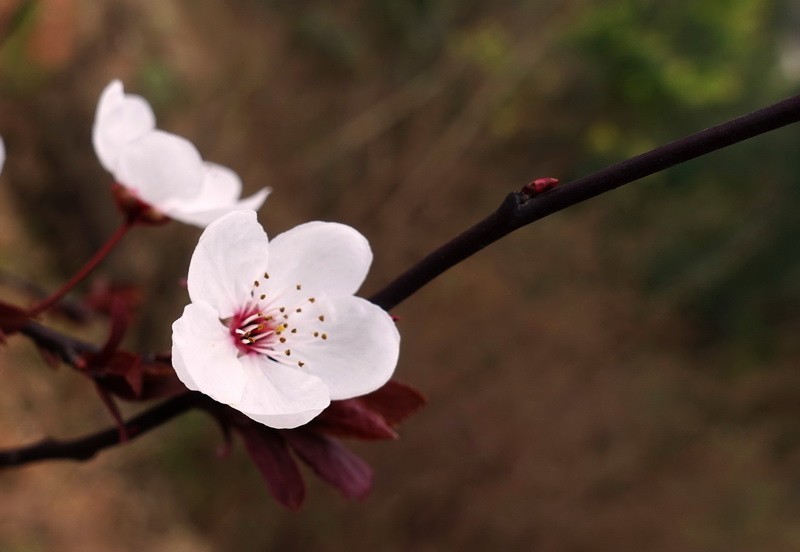 春的颜色-中关村在线摄影论坛