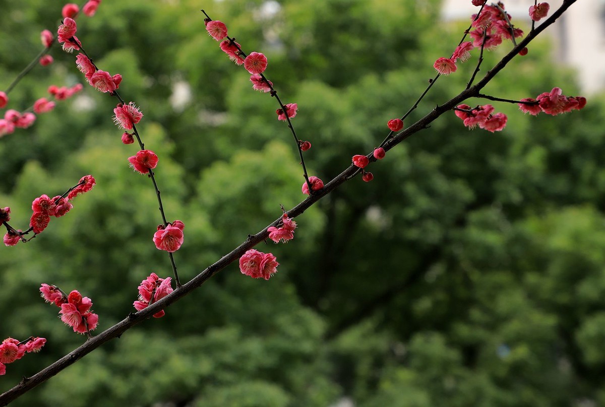 红梅-中关村在线摄影论坛