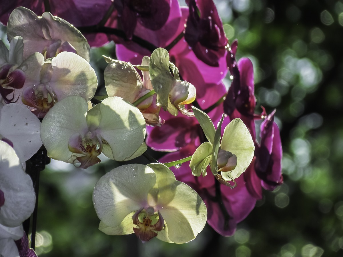 兰花-中关村在线摄影论坛
