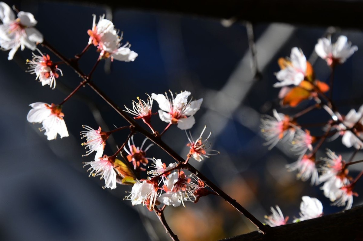 花卉系列【4940】-中关村在线摄影论坛