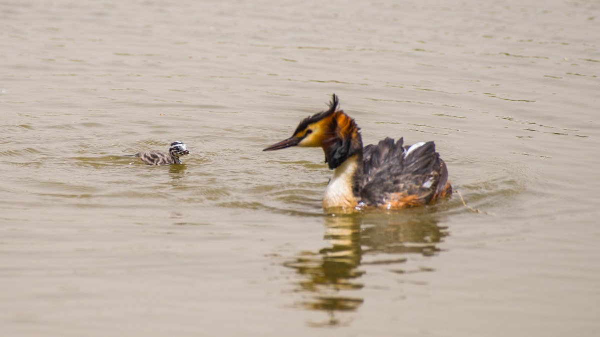 育雏期的PI-TI-中关村在线摄影论坛