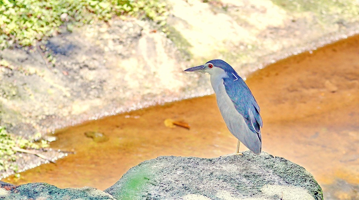 夜鷺-中关村在线摄影论坛