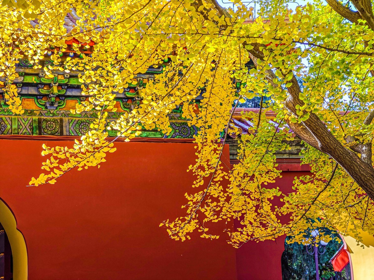 手机游拍20241105 《1》-中关村在线摄影论坛