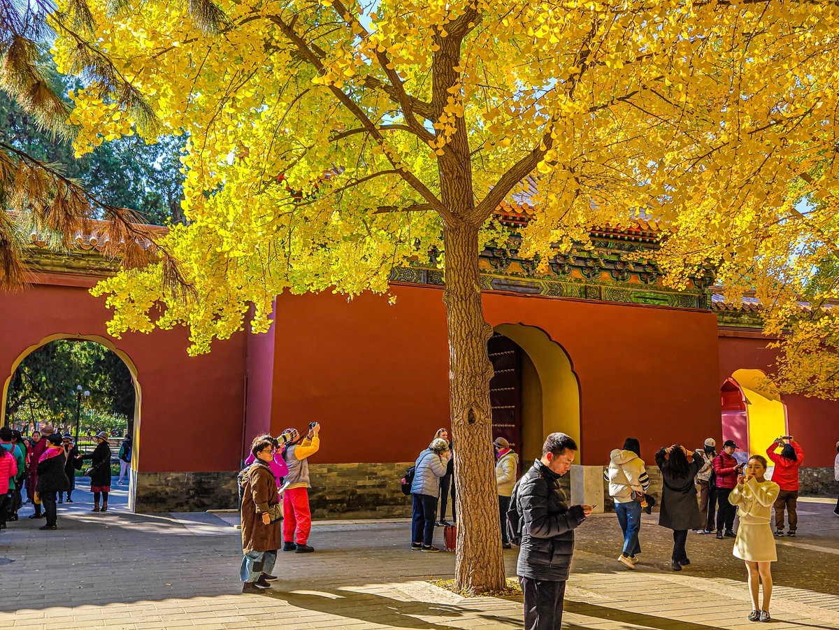 手机游拍20241105 《1》-中关村在线摄影论坛