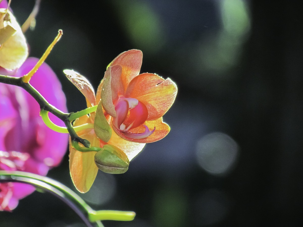 兰花-中关村在线摄影论坛