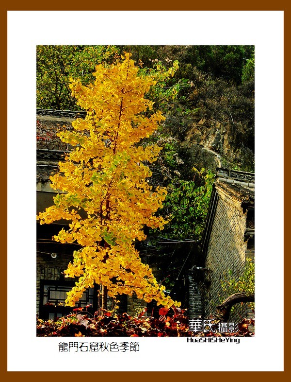 2020西西南北行游走河南077——龙门石窟秋色季节（洛阳市）-中关村在线摄影论坛