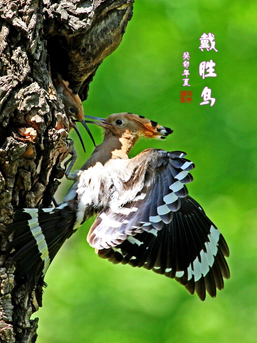 戴胜鸟育雏230522(2)-中关村在线摄影论坛