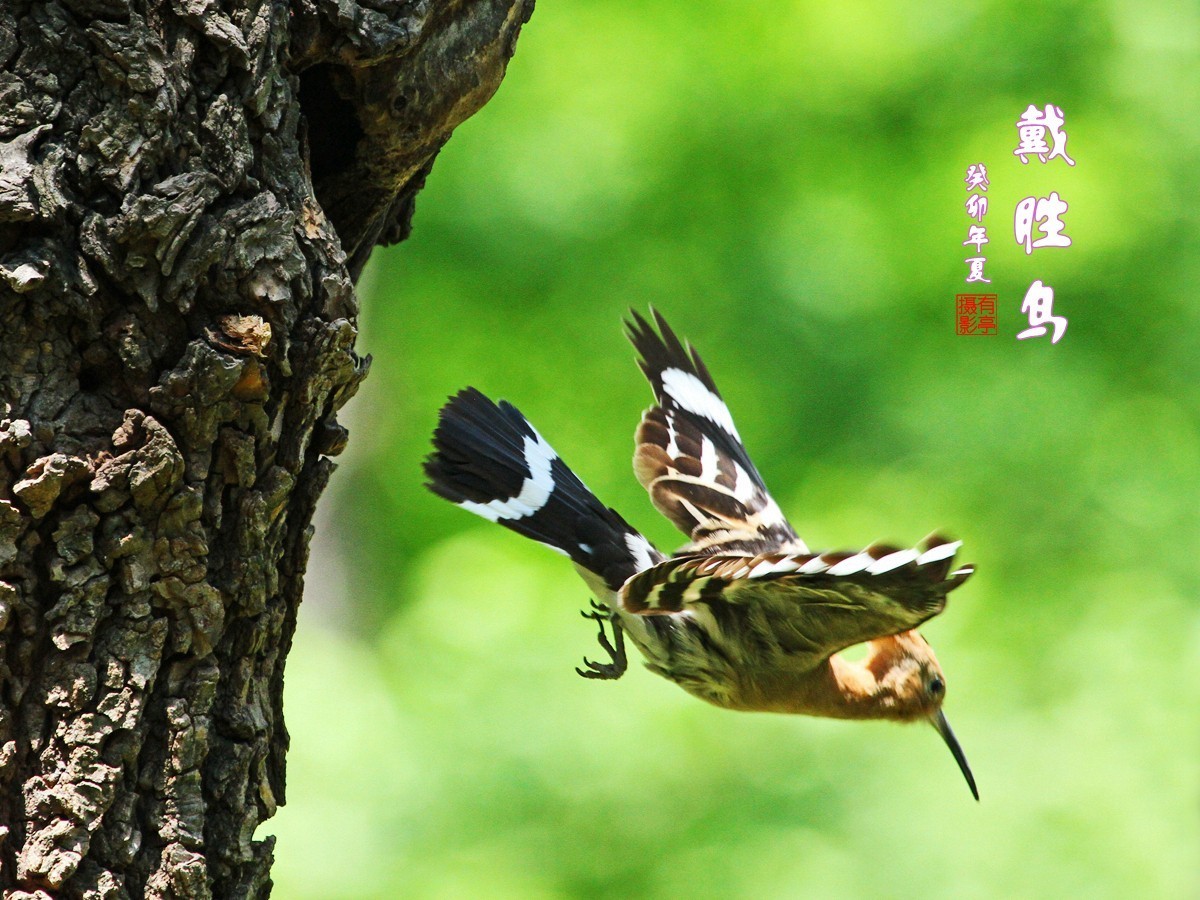 戴胜鸟育雏230522(2)-中关村在线摄影论坛