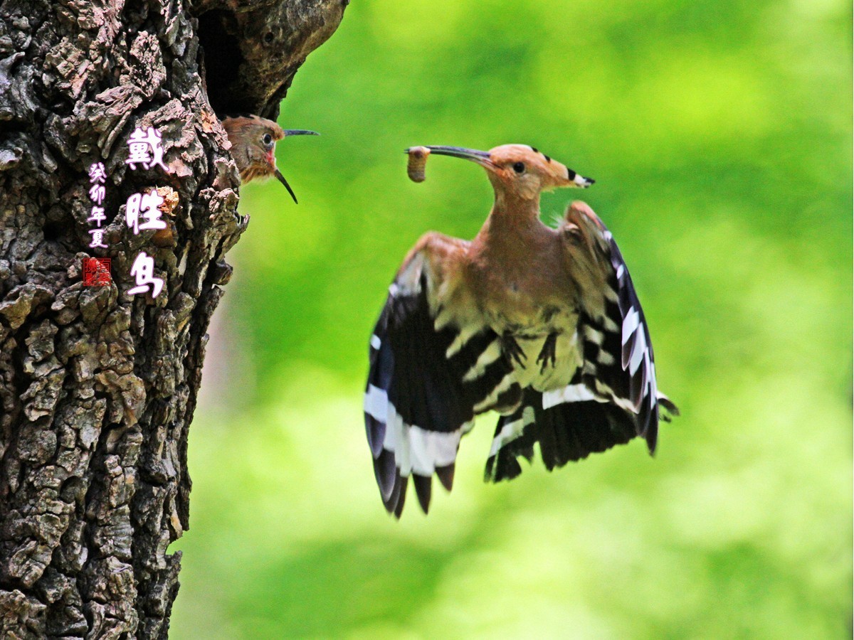 戴胜鸟育雏230522(2)-中关村在线摄影论坛