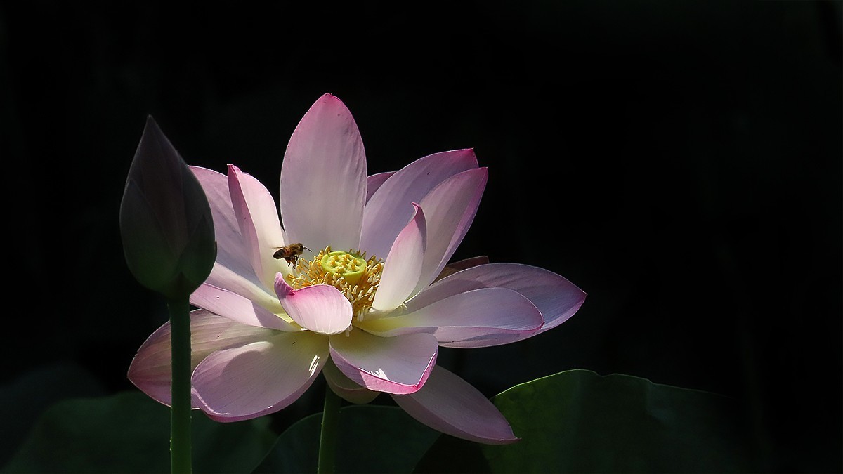 照水红蕖细细香-中关村在线摄影论坛
