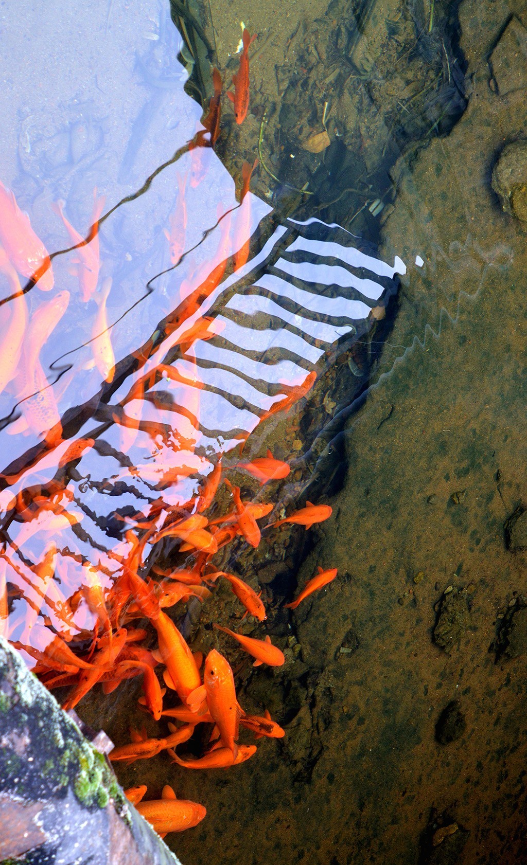 鱼儿-中关村在线摄影论坛