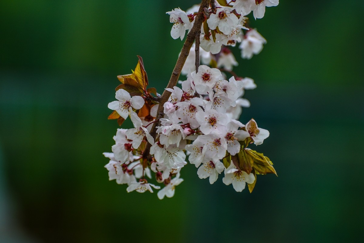 雨后-中关村在线摄影论坛