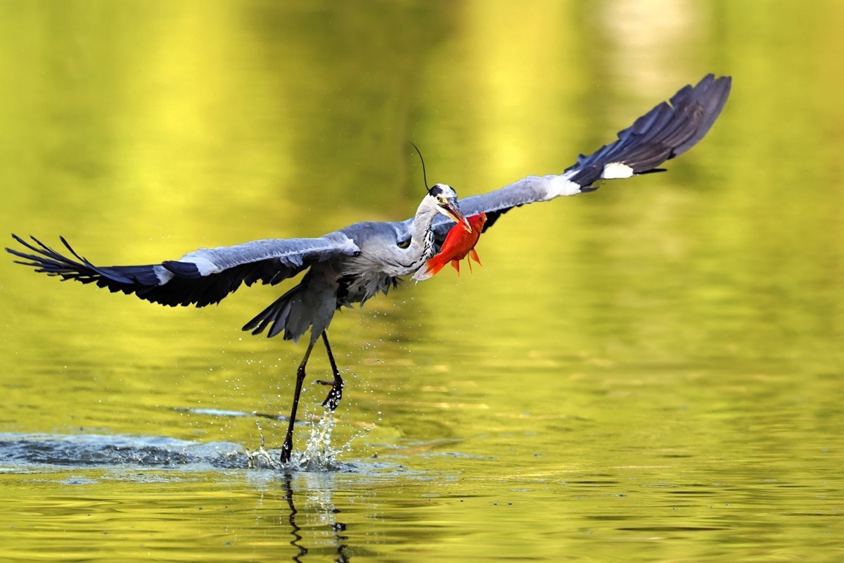 歪脖老等（苍鹭）出击-中关村在线摄影论坛