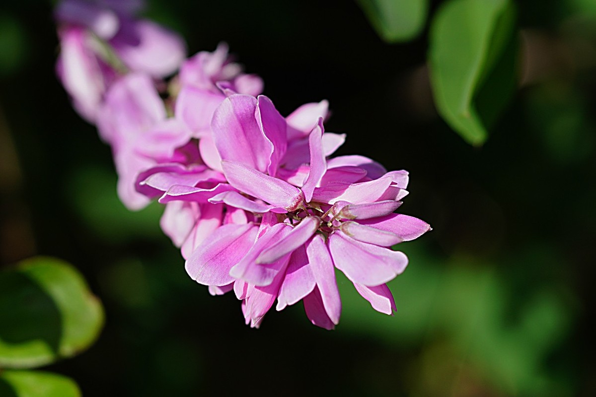 木蓝-中关村在线摄影论坛