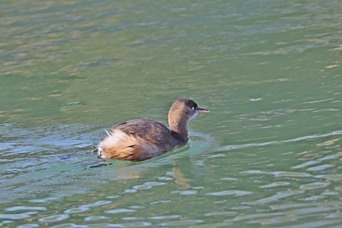 小鸊鷉（ 拍鸟63）-中关村在线摄影论坛