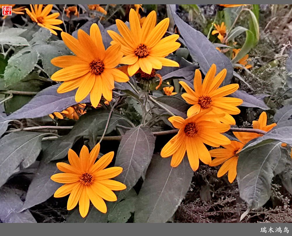 【2022之花季】67.鬼子姜花开-中关村在线摄影论坛