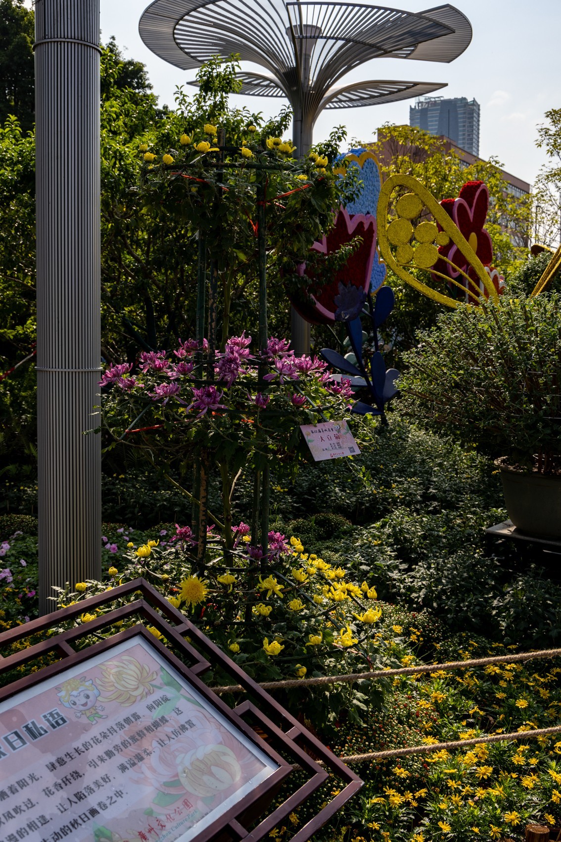 菊展（11）-中关村在线摄影论坛