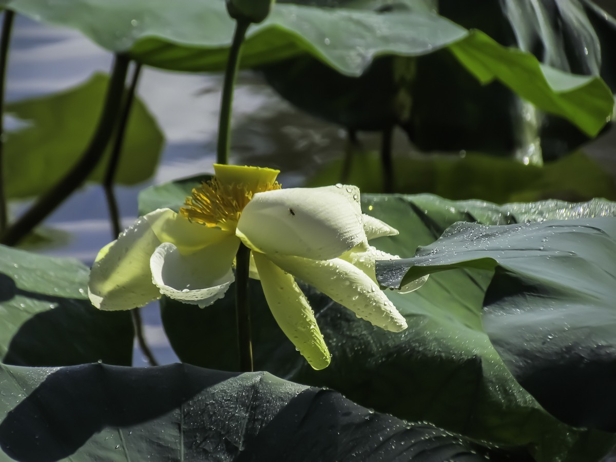 荷花-中关村在线摄影论坛