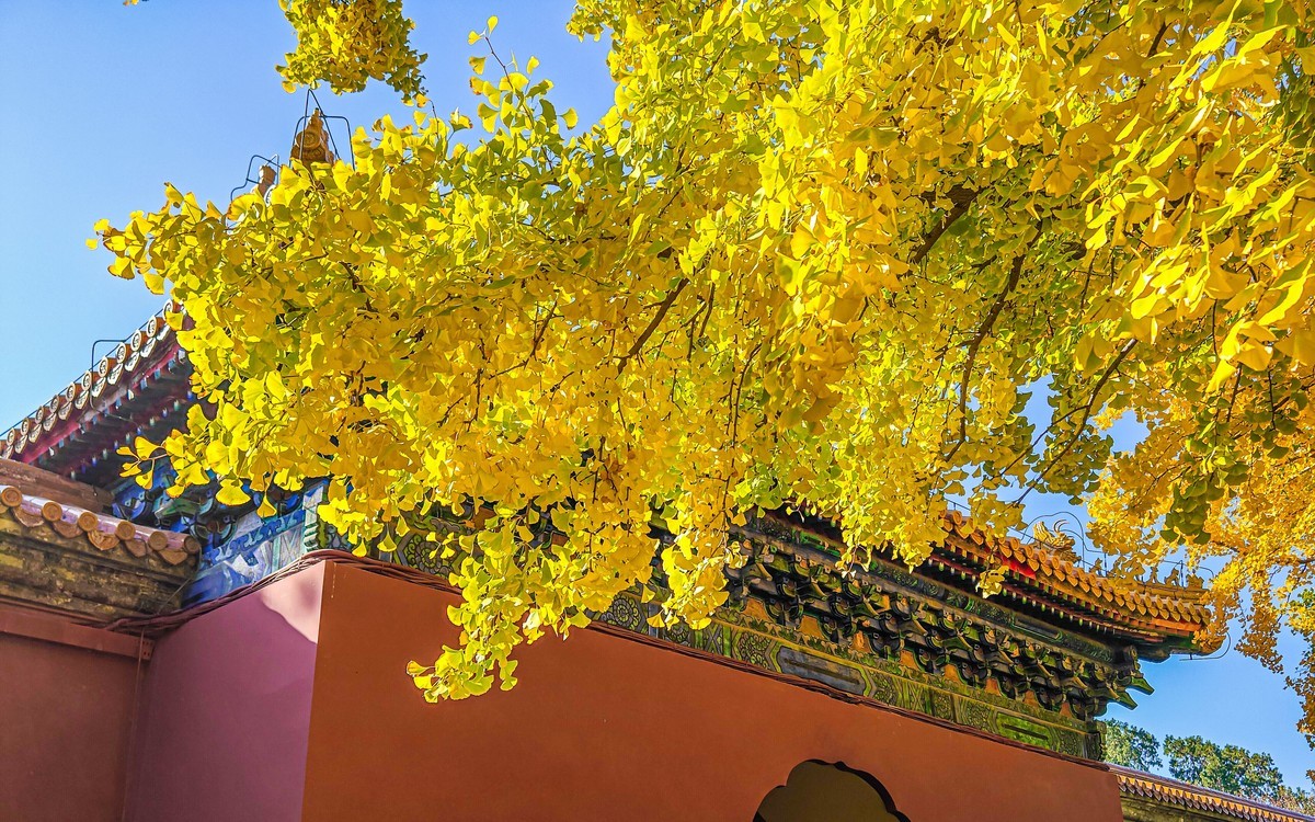 手机游拍20241105 《3》-中关村在线摄影论坛