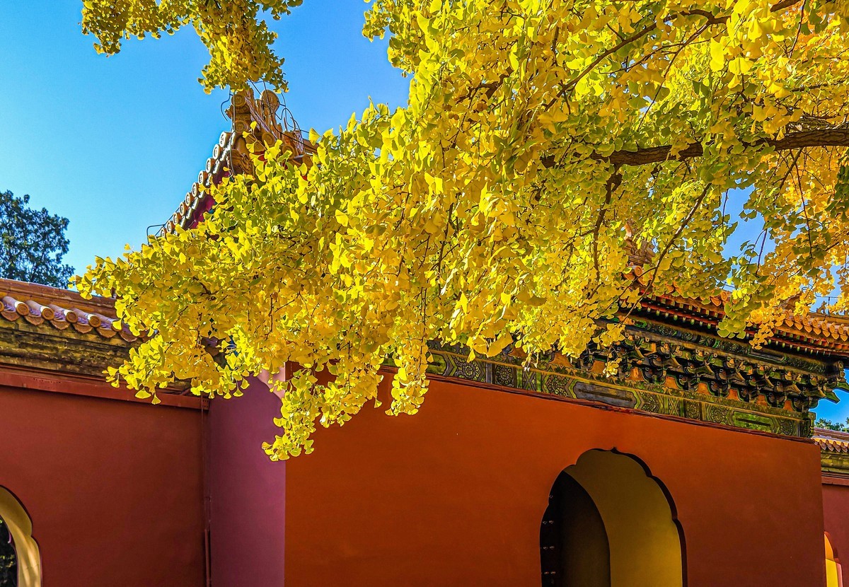 手机游拍20241105 《3》-中关村在线摄影论坛