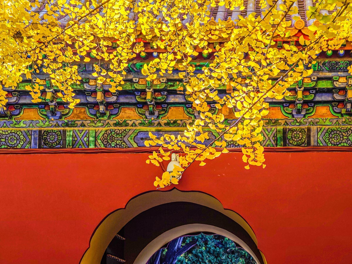 手机游拍20241105 《3》-中关村在线摄影论坛